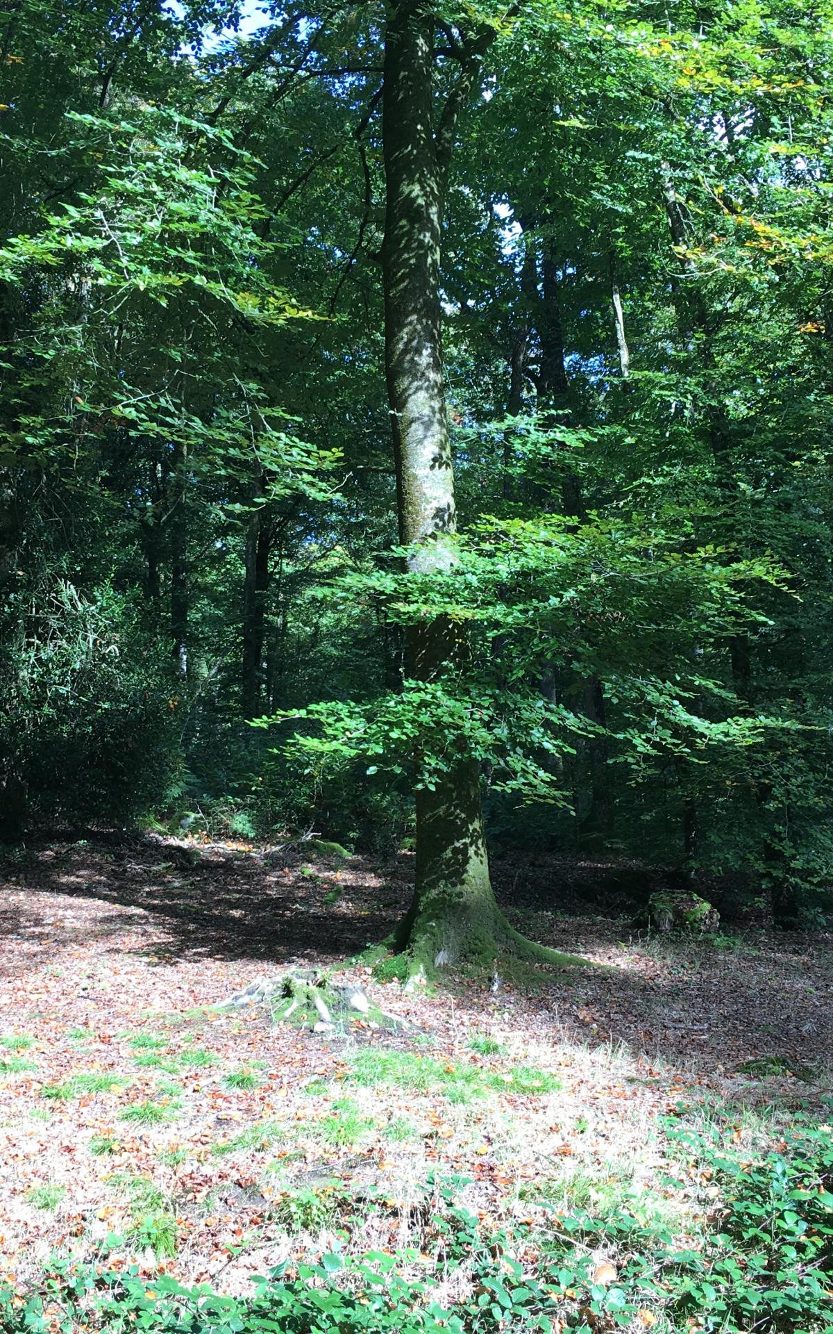 Covered walkway in the Mesnil forest | Saint-Malo – Mont-Saint-Michel ...